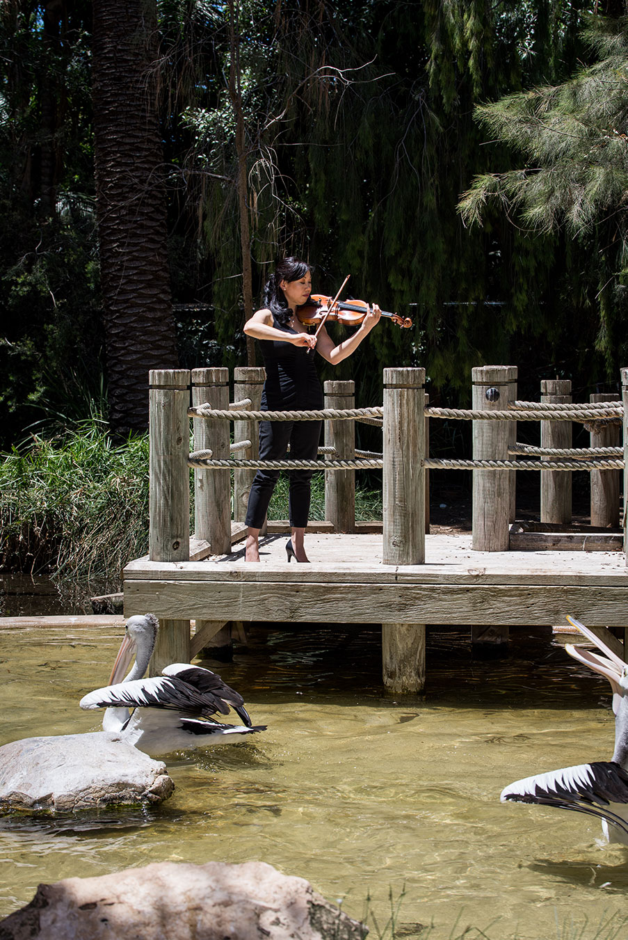 Carnival of the Animals - Elephant in the Room Productions